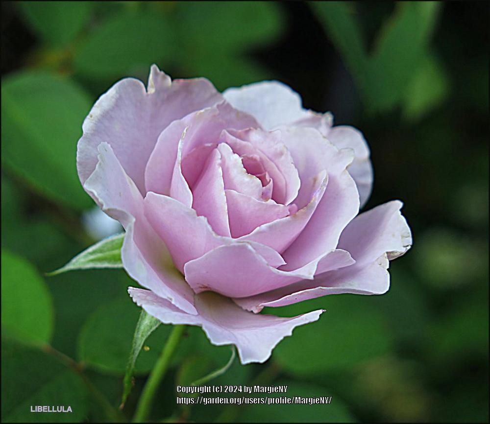 Rose (Rosa 'Libellula') in the Roses Database - Garden.org