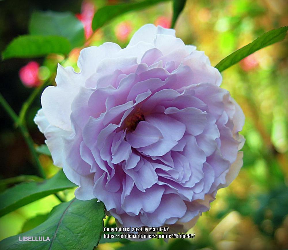 Photo of the bloom of Rose (Rosa 'Libellula') posted by MargieNY ...
