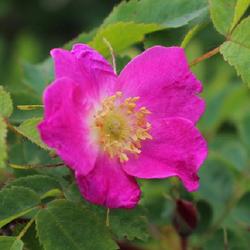Browsing Our Plant Photos - Garden.org
