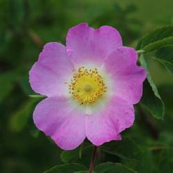 Browsing Our Plant Photos - Garden.org