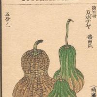 Photo of the fruit of Pumpkin (Cucurbita moschata 'Shishigatani ...