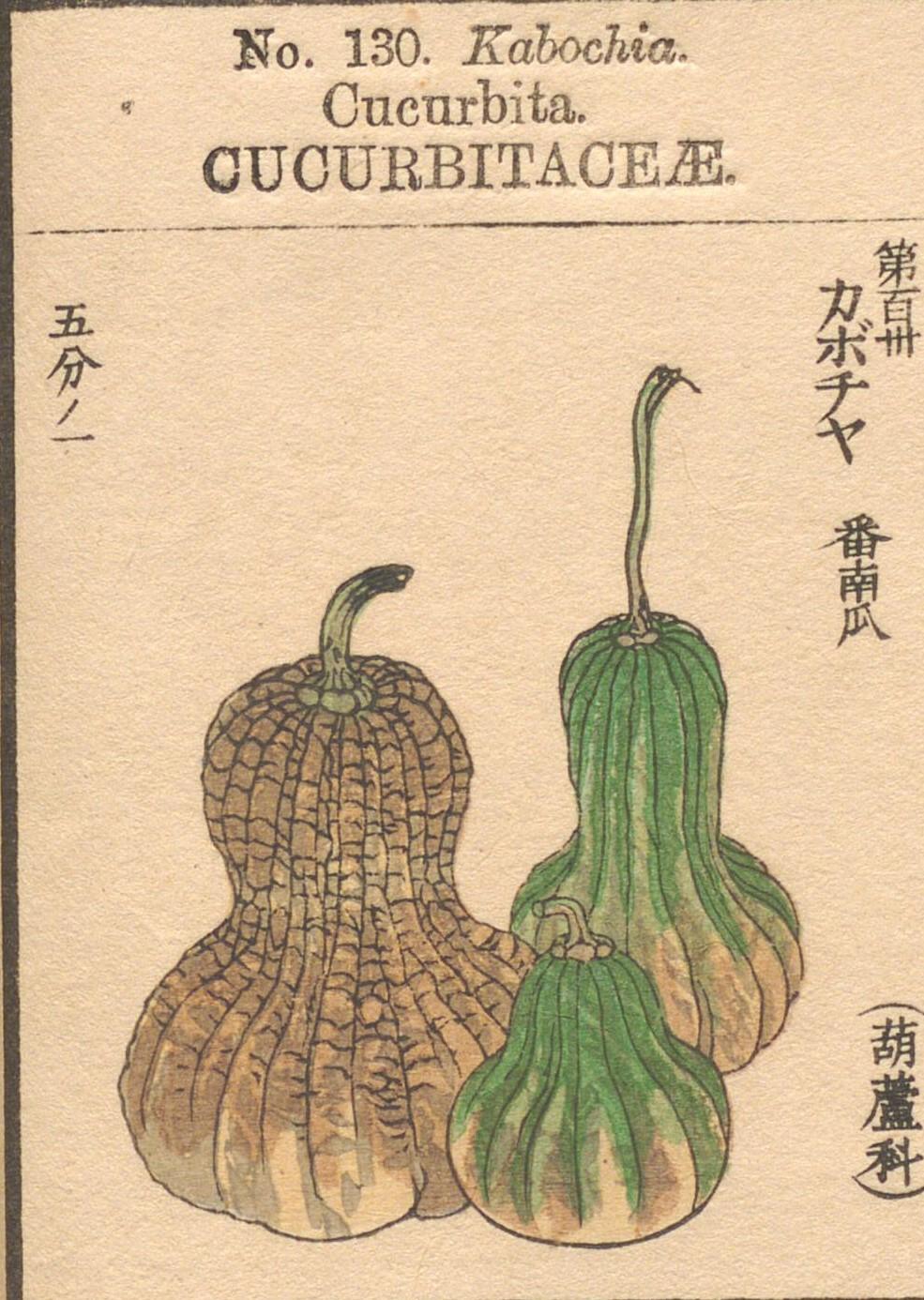 Photo of the fruit of Pumpkin (Cucurbita moschata 'Shishigatani ...