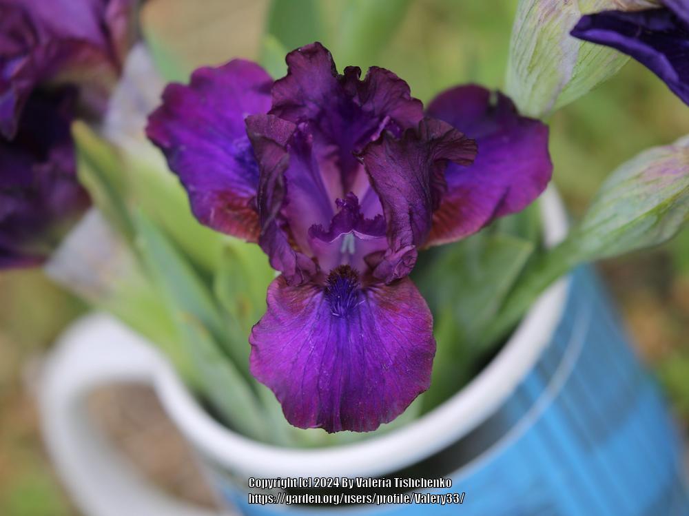 Photo of the bloom of Standard Dwarf Bearded Iris (Iris 'Bastinda') posted by Valery33 - Garden.org