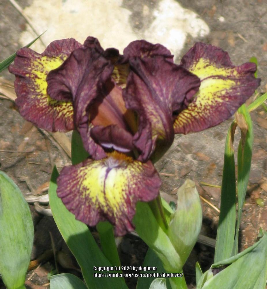 Photo of the bloom of Standard Dwarf Bearded Iris (Iris 'Buttonwood') posted by doglover ...