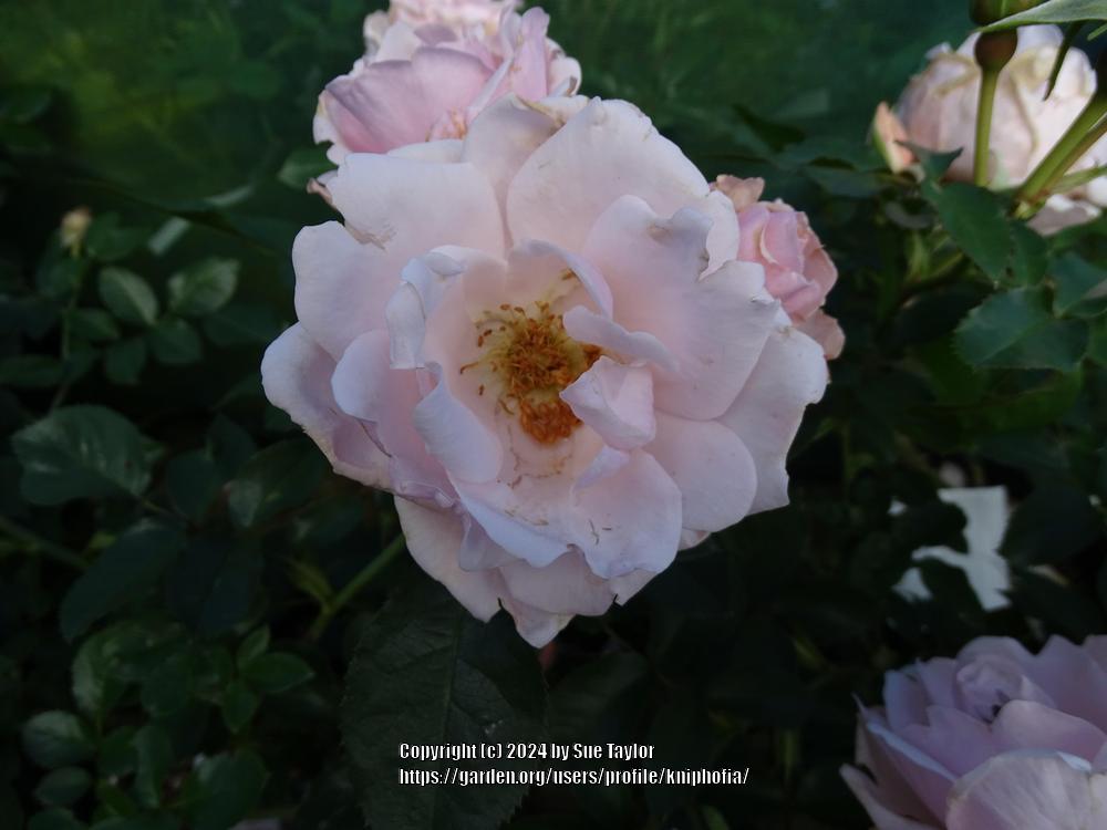 Photo of the bloom of Rose (Rosa 'Prima') posted by kniphofia - Garden.org