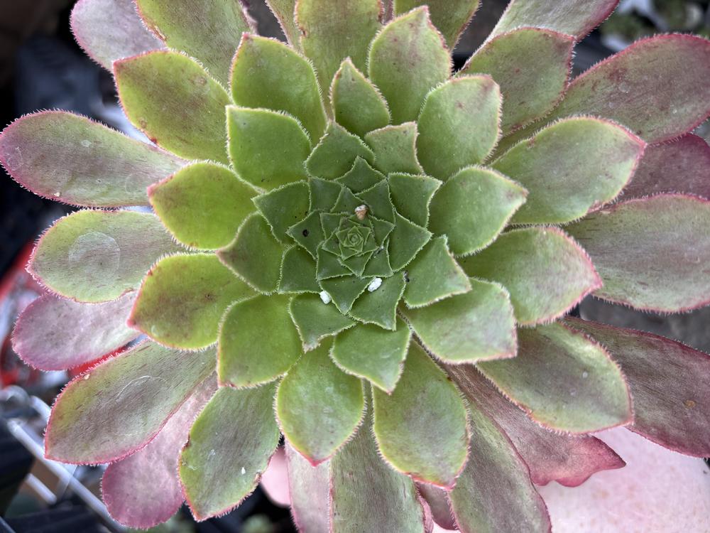 Semponium (XSemponium 'Sienna') - Garden.org