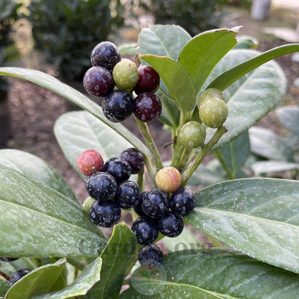 Photo of the fruit of Cherry Laurel (Prunus laurocerasus Greenfinity ...
