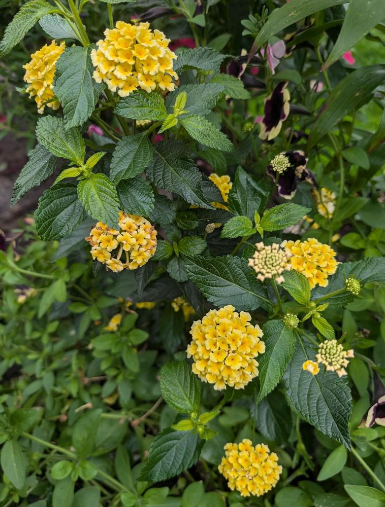 Photo of the entire plant of Lantana SunDance™ Yellow posted by Joy ...