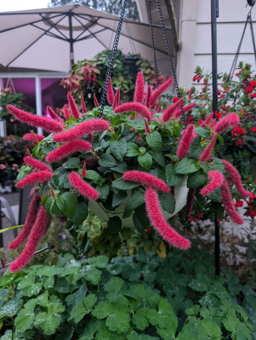 Photo of the entire plant of Chenille Plant (Acalypha pendula) posted ...