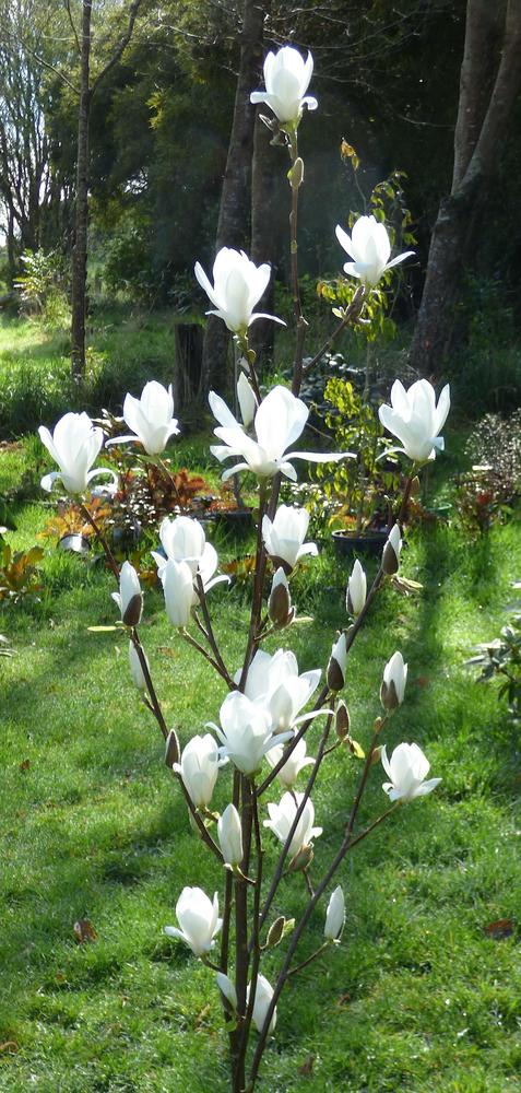 Magnolia 'Billowing Cloud' in the Magnolias Database - Garden.org