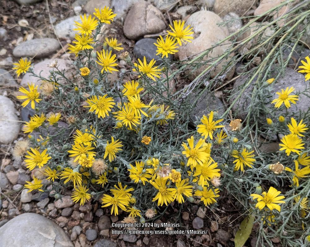 Photo of the entire plant of Lacy Tansyaster (Xanthisma spinulosum ...