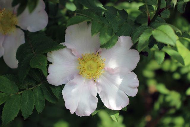 Photo of the bloom of Double Chestnut Rose (Rosa roxburghii) posted by ...
