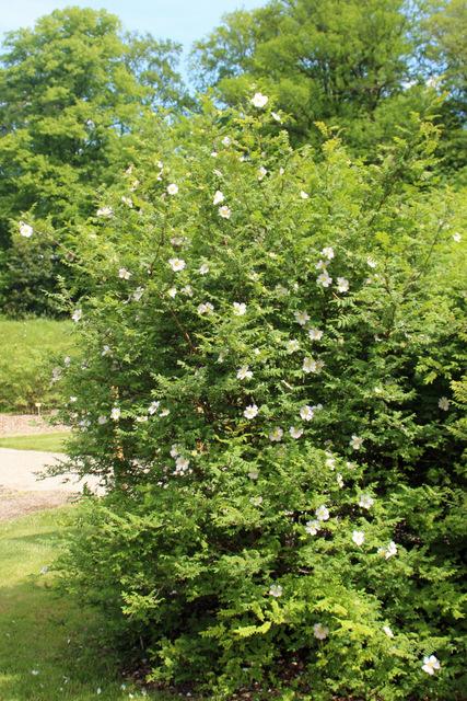 Photo of the entire plant of Double Chestnut Rose (Rosa roxburghii ...