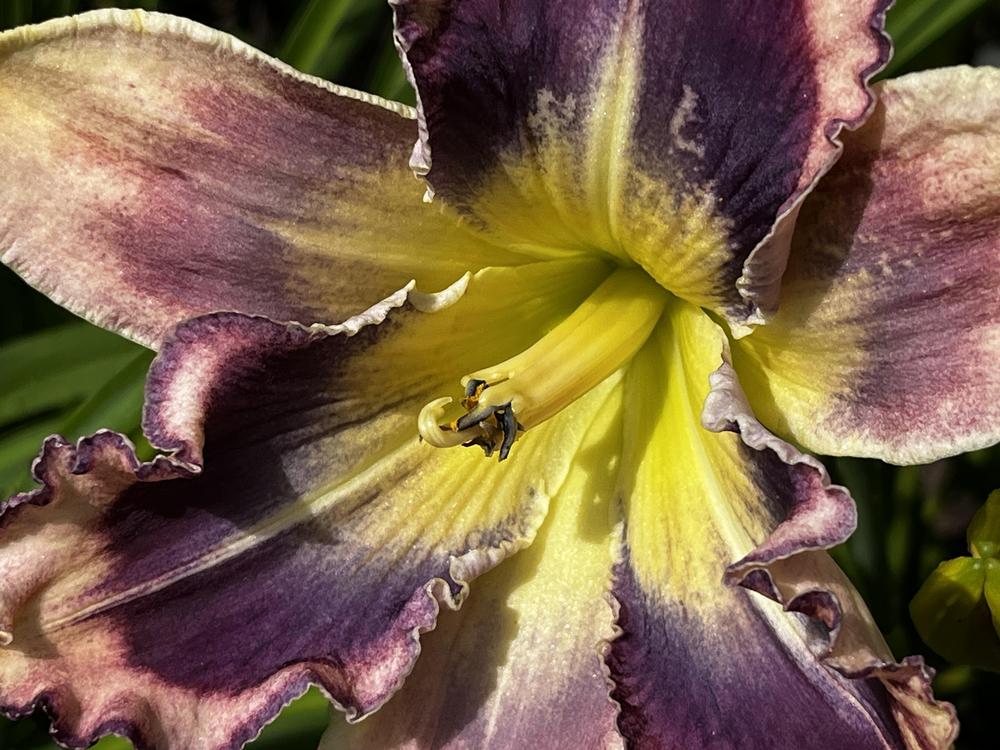 Photo of the stamens, filaments and pistils of Daylily (Hemerocallis ...
