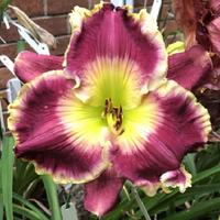 Photo of the bloom of Daylily (Hemerocallis 'Indigo Ruffles') posted by ...