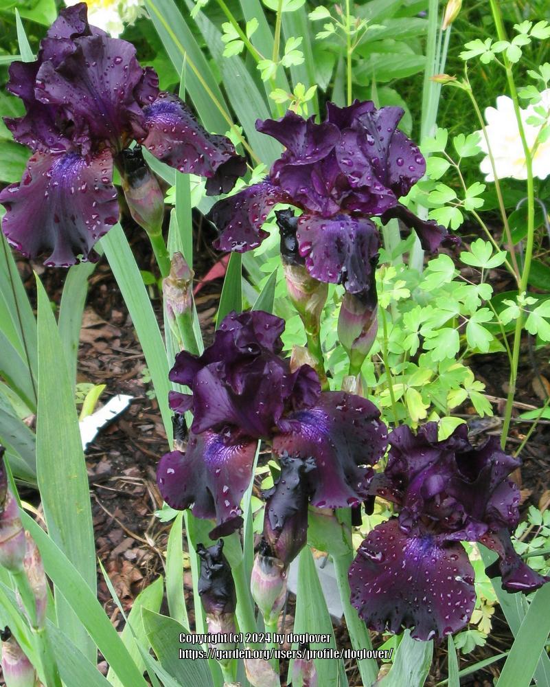 Photo of the bloom of Tall Bearded Iris (Iris 'Superstition') posted by doglover - Garden.org