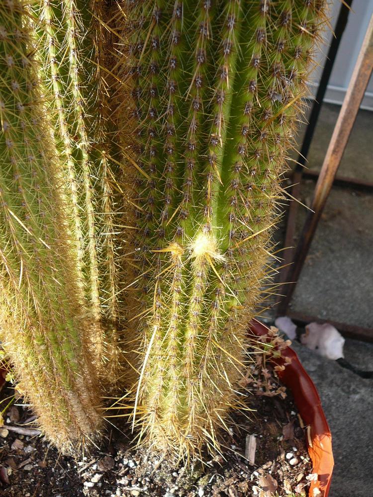 Cactus Stops Growing, Develops "Bumps". in the Cactus and Succulents ...