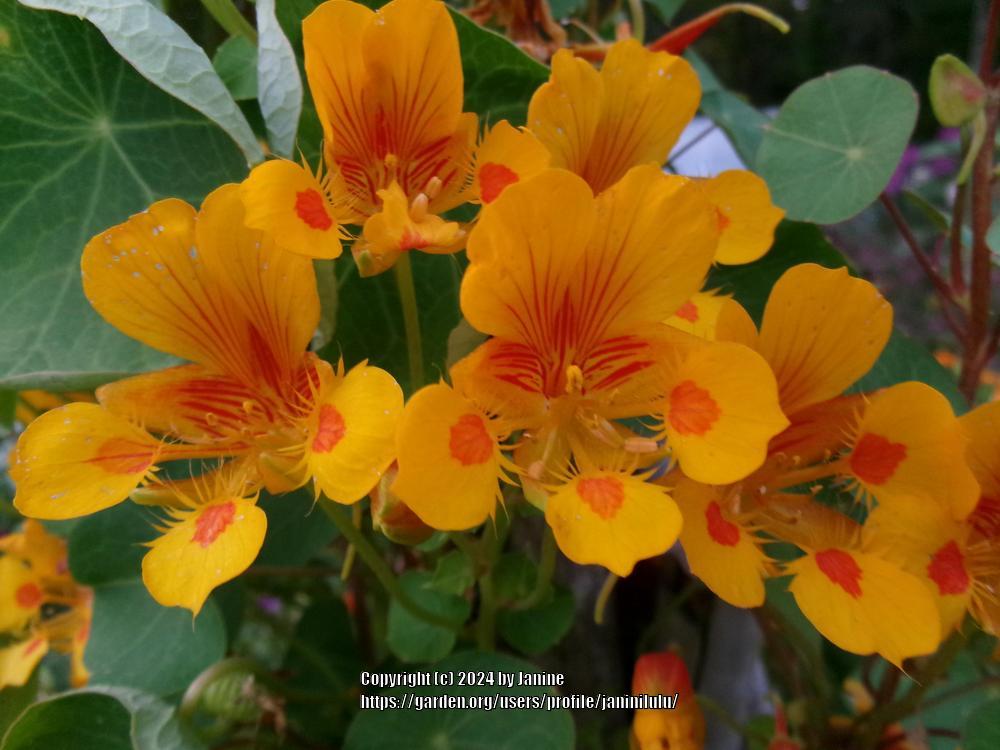 Photo of the bloom of Nasturtium (Tropaeolum minus 'Elf's Cap') posted ...