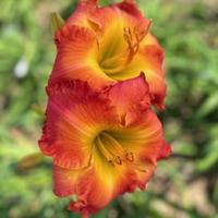 Photo of the bloom of Daylily (Hemerocallis 'Fandango Sunset') posted ...