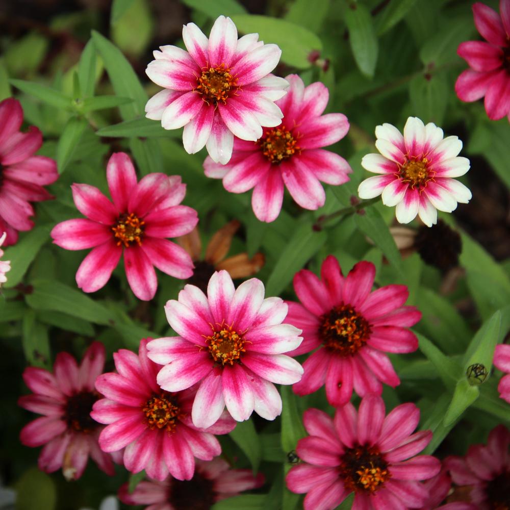 Photo of the bloom of Zinnia 'Profusion Cherry Bicolor' posted by ...