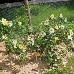 Rose (Rosa 'Aicha') in the Roses Database - Garden.org