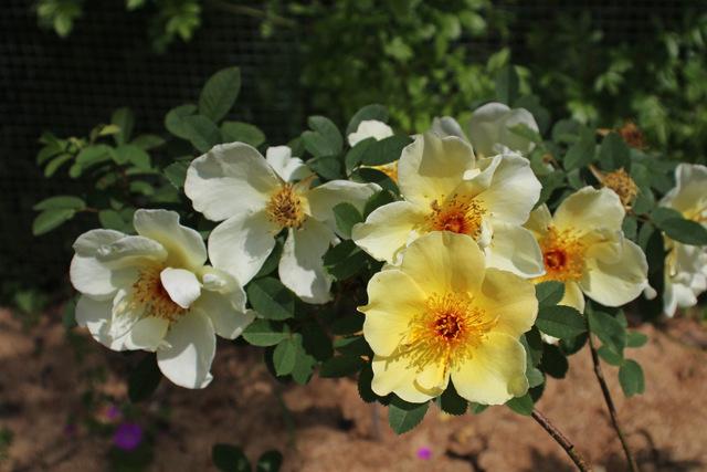 Rose (Rosa 'Aicha') in the Roses Database - Garden.org