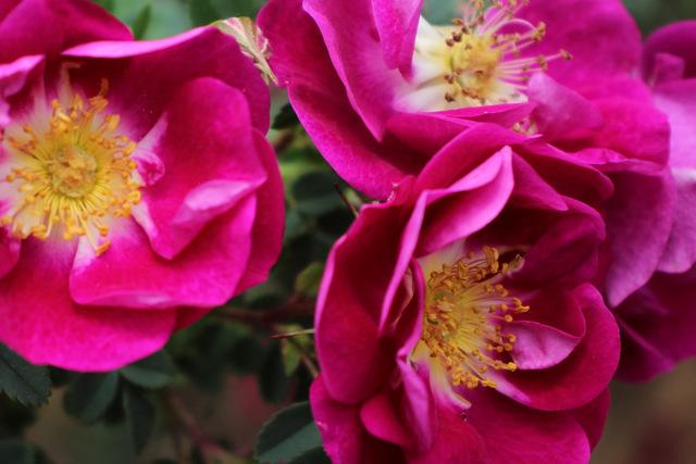 Photo of the bloom of Rose (Rosa 'William III') posted by RuuddeBlock ...