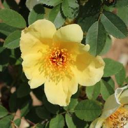 Rose (Rosa 'Aicha') in the Roses Database - Garden.org