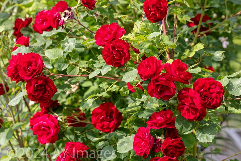 Rose (Rosa 'Hope for Humanity') in the Roses Database - Garden.org