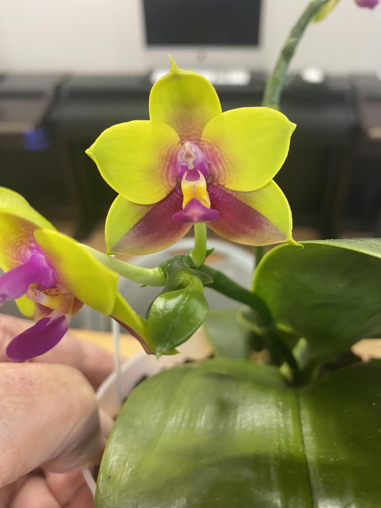 Orchids @ the Great Lakes Center in the Orchids forum - Garden.org