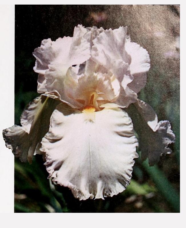 Photo of the bloom of Tall Bearded Iris (Iris 'Love with Lace') posted ...