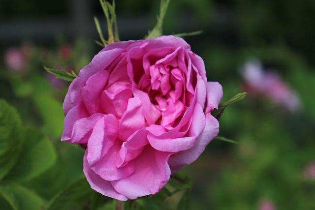 Photo of the bloom of Reblooming Damask Rose (Rosa 'Autumn Damask ...
