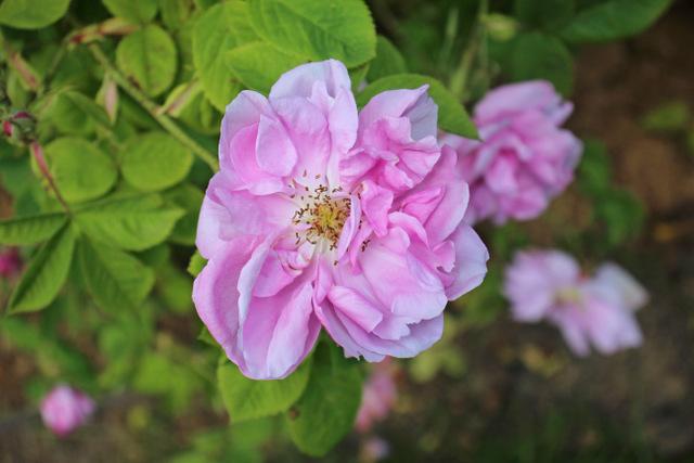 Photo of the bloom of Reblooming Damask Rose (Rosa 'Autumn Damask ...