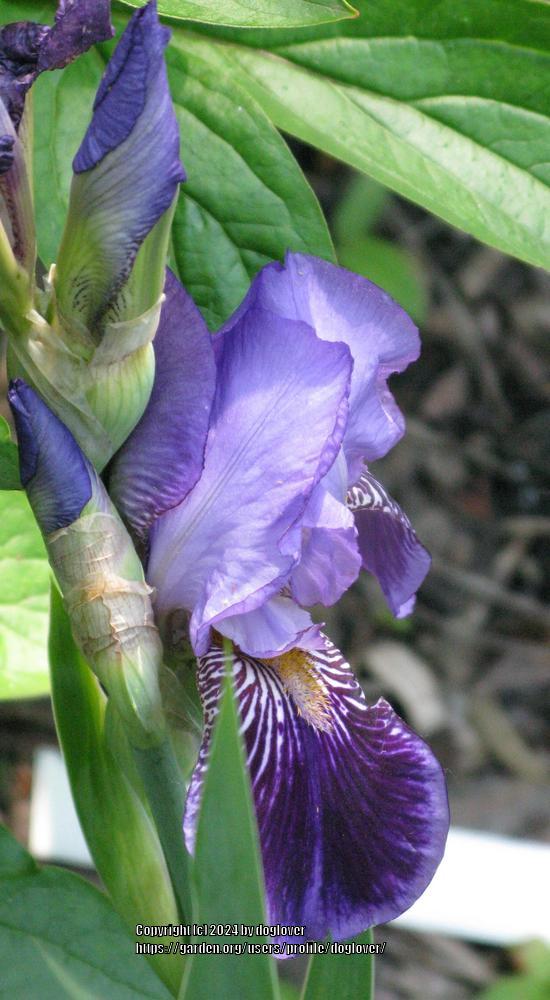 Photo of the closeup of buds, sepals and receptacles of Intermediate Bearded Iris (Iris 'Eleanor ...