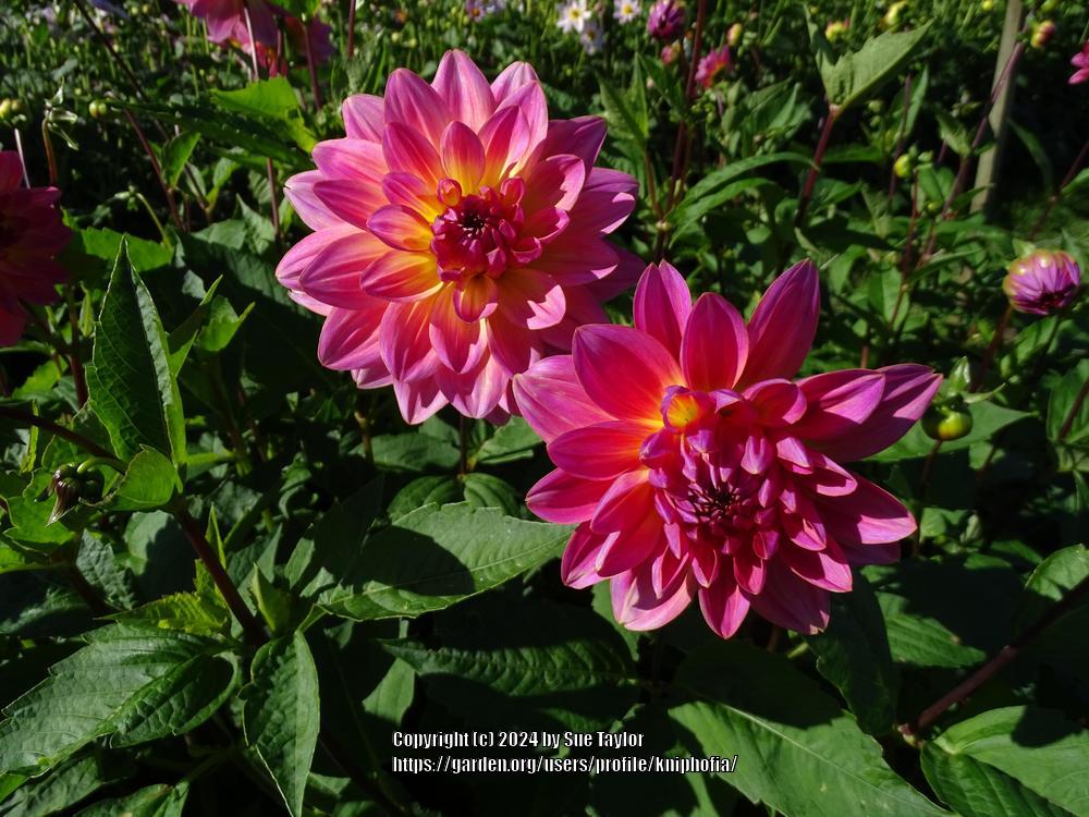 Dahlia 'Ken's Rarity' in the Dahlias Database - Garden.org