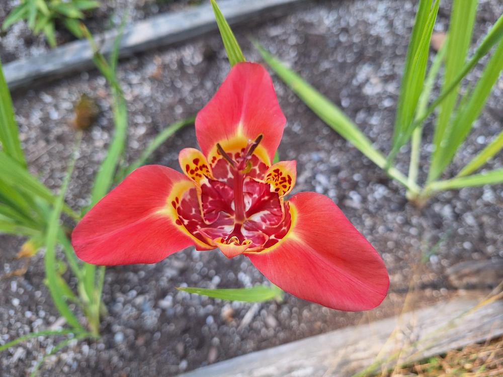 Photo of the bloom of Mexican Shell Flower (Tigridia pavonia) posted by ...