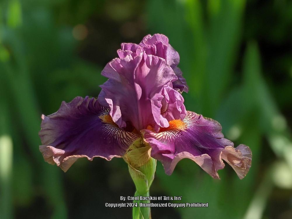 Photo of the bloom of Tall Bearded Iris (Iris 'Berry Scary') posted by ...