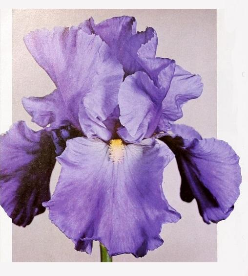 Tall Bearded Iris (Iris 'Lilac Mist') in the Irises Database - Garden.org