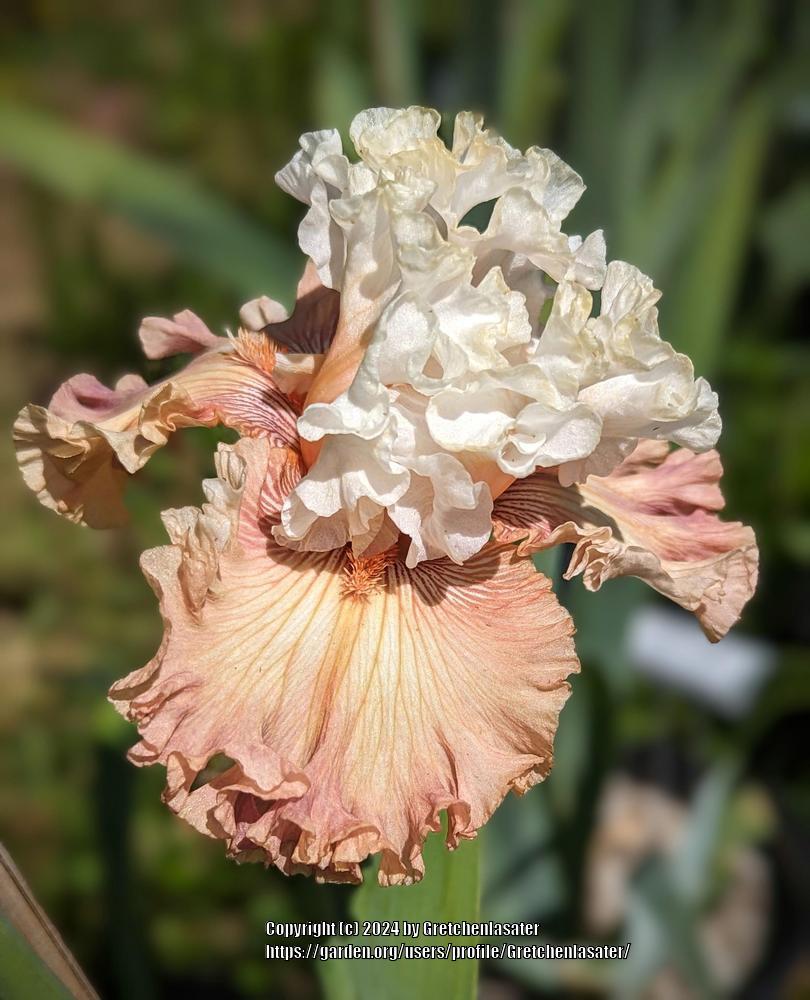Tall Bearded Iris (Iris 'First Class') in the Irises Database - Garden.org