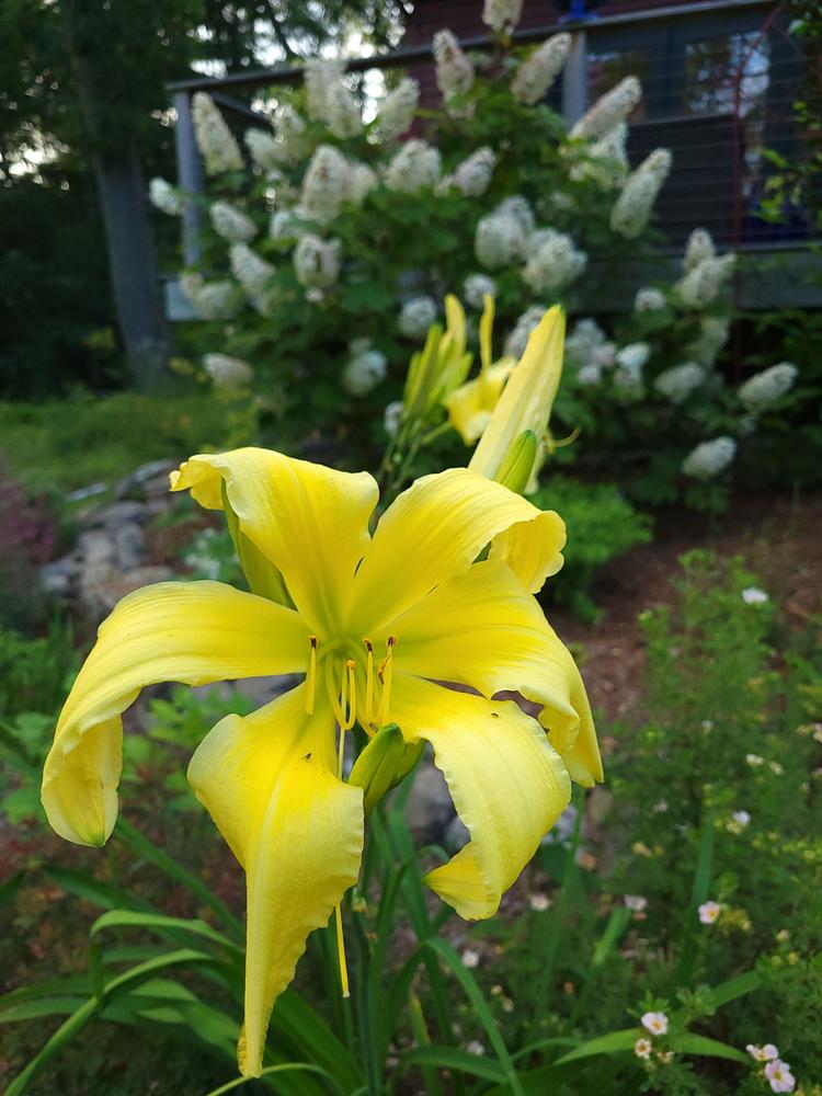 Photo of the bloom of Daylily (Hemerocallis 'Spider Miracle') posted by ...