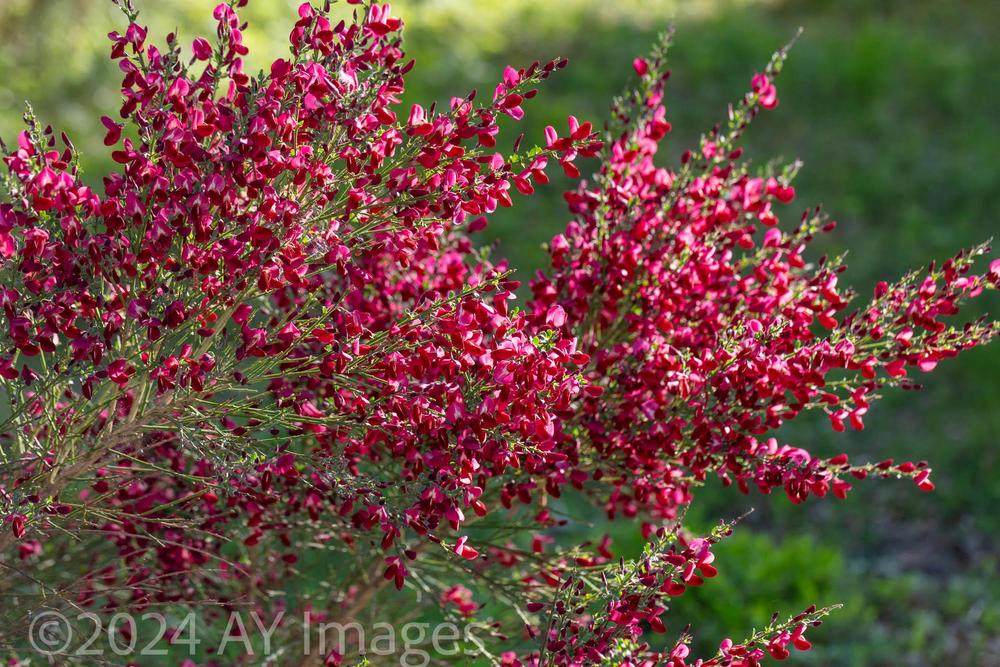 Broom (Cytisus 'Boskoop Ruby') - Garden.org
