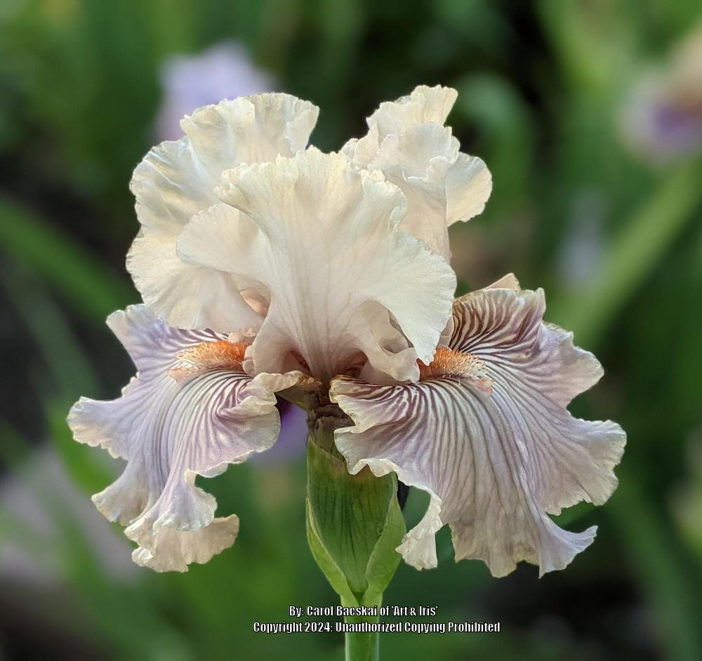 Photo of the bloom of Tall Bearded Iris (Iris 'Ghost Writer') posted by ...