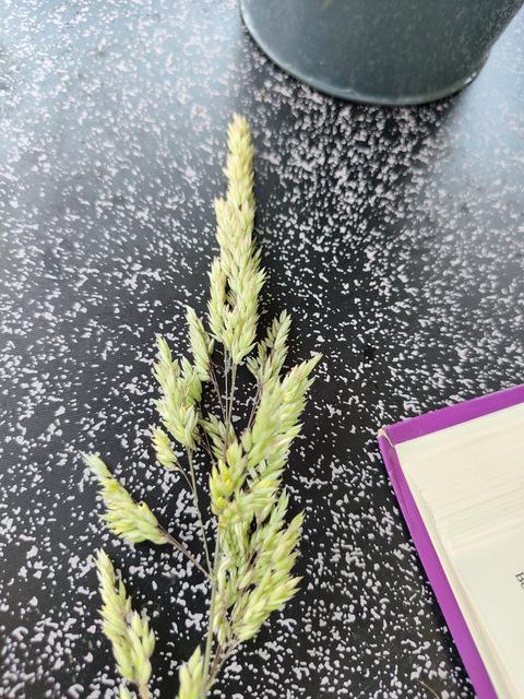 Common Velvetgrass (Holcus lanatus) - Garden.org