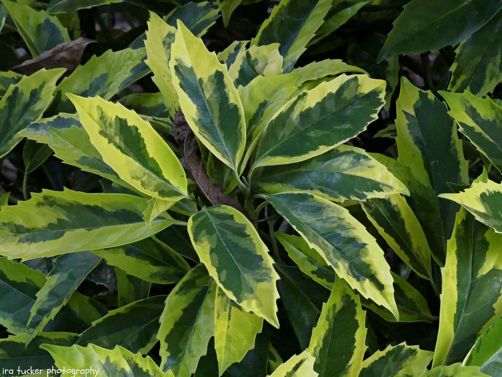 Photo of the leaves of Japanese Aucuba (Aucuba japonica 'Limbata ...