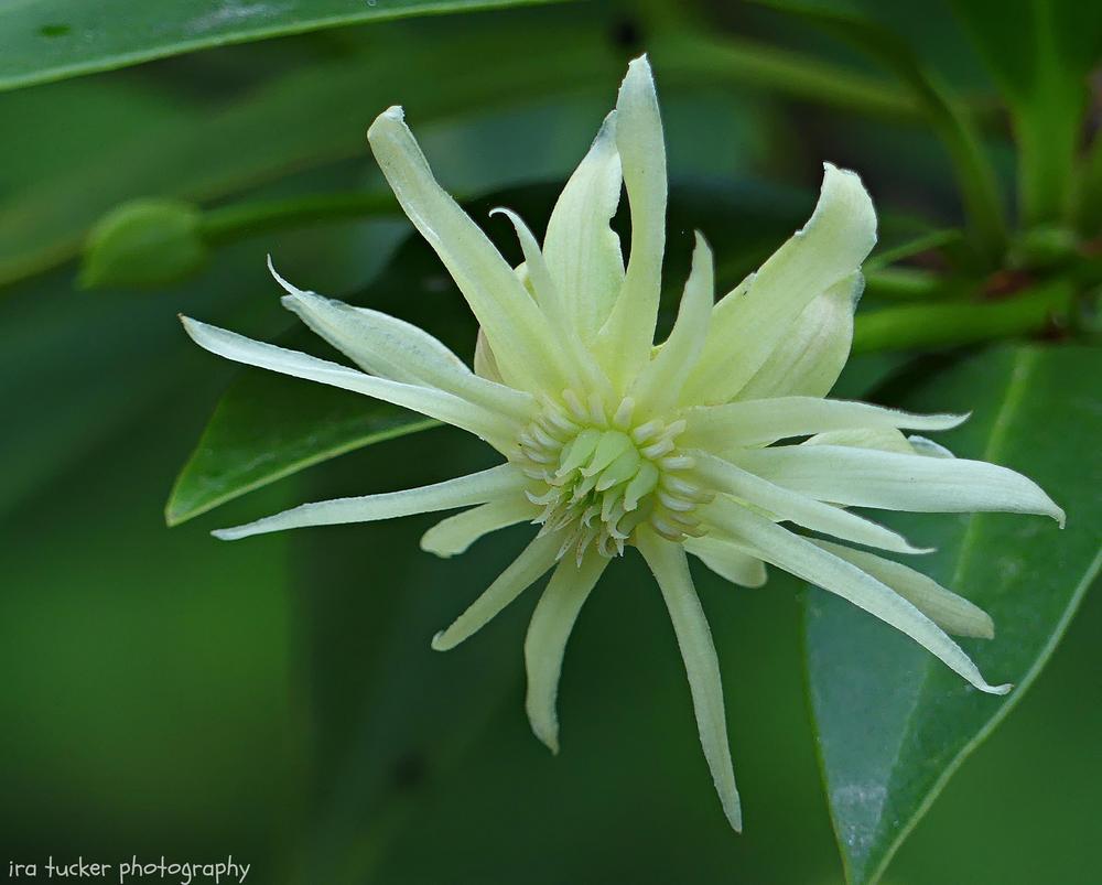 Photo of the bloom of Star Anise (Illicium Star Flower Orion™) posted ...
