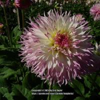 Photo of the bloom of Dahlia 'Nadia Ruth' posted by kniphofia - Garden.org