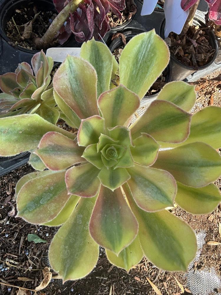 Photo of the entire plant of Aeonium 'Loki' posted by ndmpkt13 - Garden.org