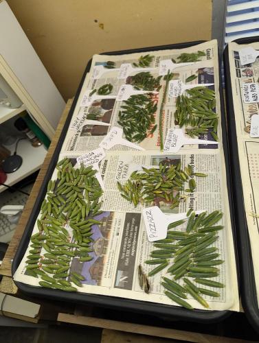 Hosta seeds in the Hostas forum - Garden.org