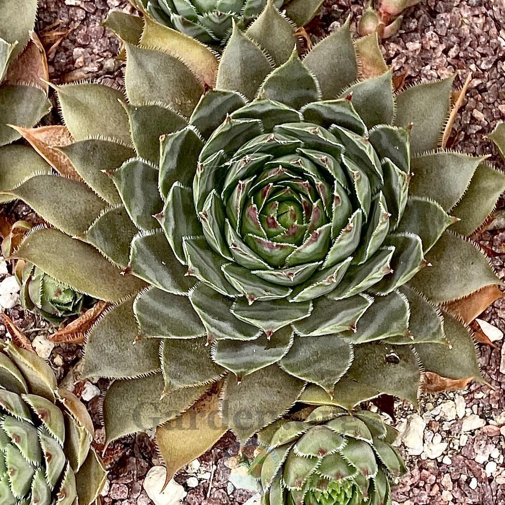 Photo of the entire plant of Hen and chicks (Sempervivum 'Andinn Oriax ...
