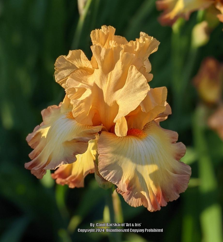Photo of the bloom of Tall Bearded Iris (Iris 'Oil Painting') posted by Artsee1 - Garden.org
